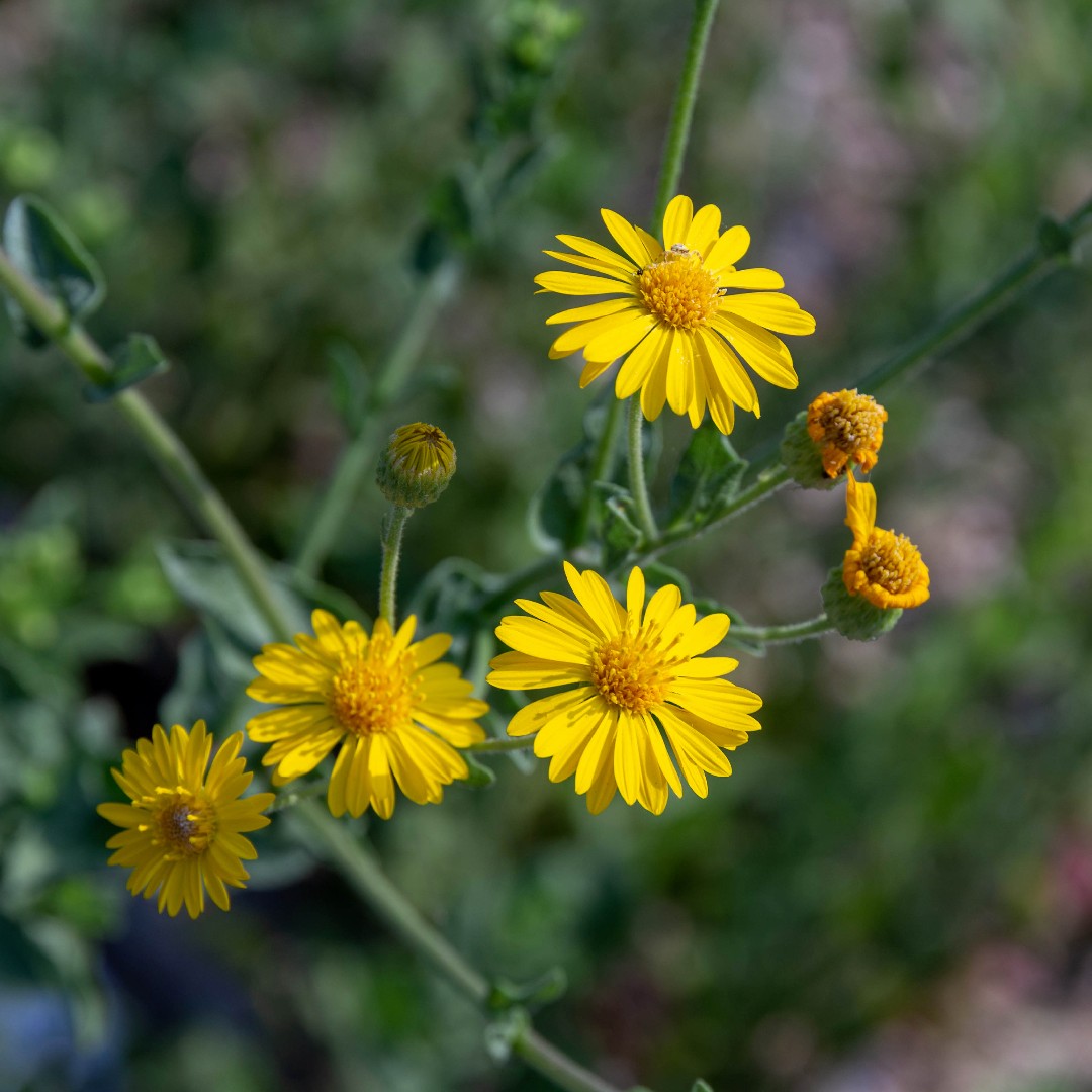 Heterotheca subaxillaris - PictureThis