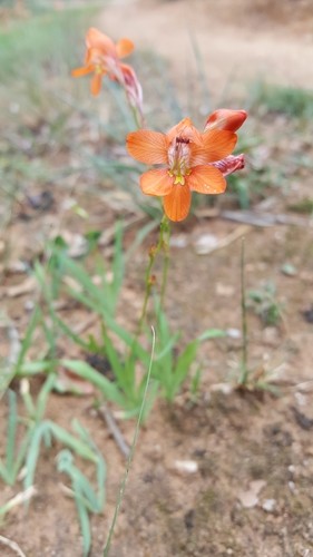 Tritonia (Tritonia) - PictureThis