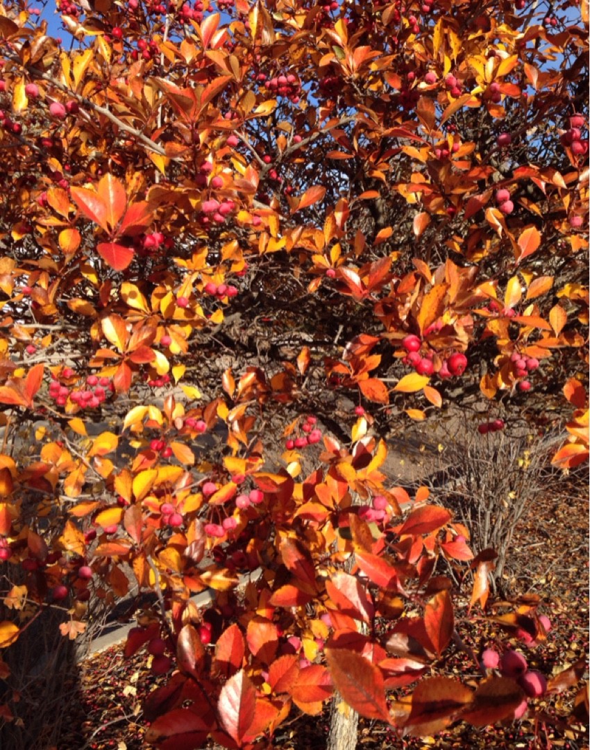 Crataegus persimilis 'Prunifolia Splendens' - PictureThis