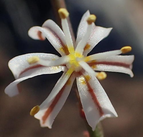 Trachyandra divaricata - PictureThis