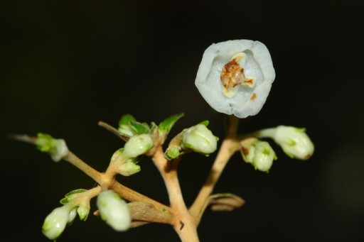 Paraboea swinhoei - PictureThis