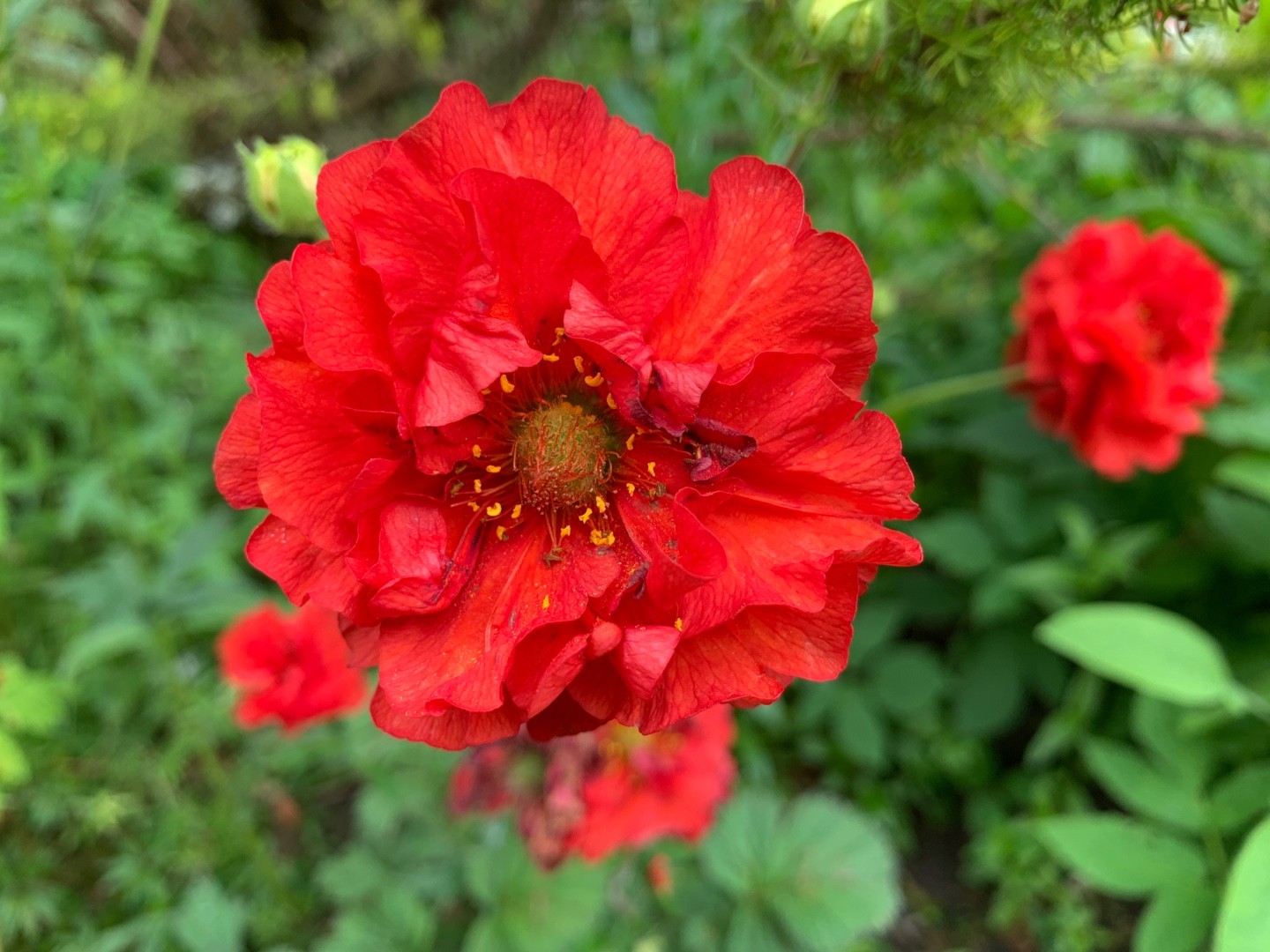 Geum chiloense 'Double Bloody Mary' - PictureThis