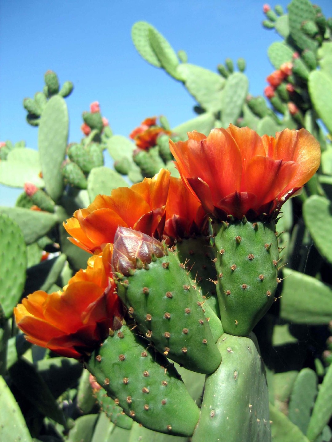 Nopal de san gabriel Cuidados (Plantando, Fertilizantes, Enfermedades ...