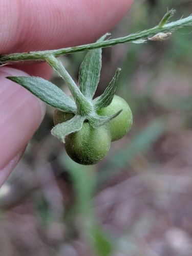 Ditaxis mercurialina - PictureThis