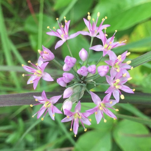 Allium stellatum - PictureThis