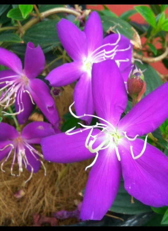 Pleroma semidecandrum Flower, Leaf, Uses - PictureThis