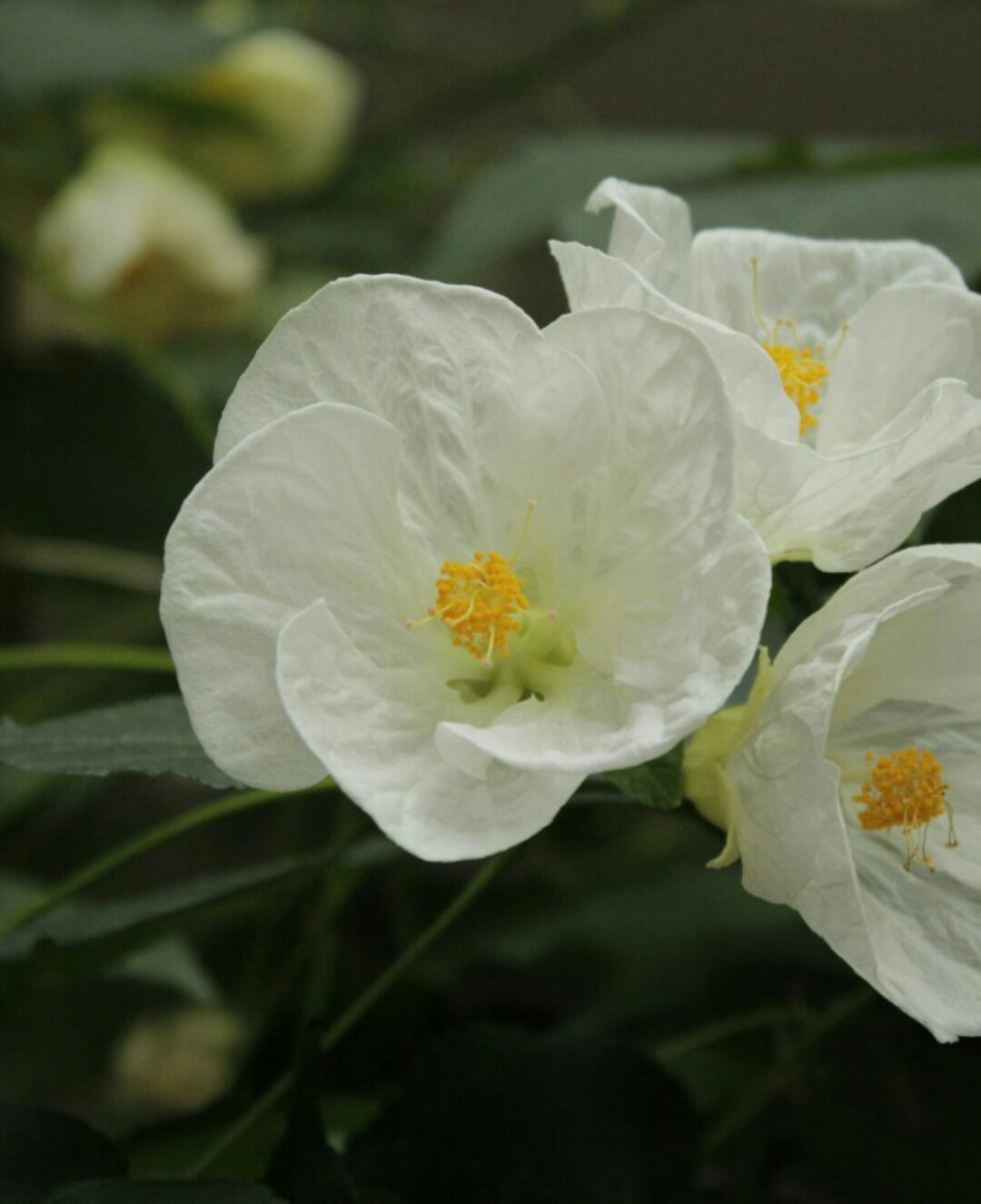 Abutilon 'Lucky Lantern White' Flower, Leaf, Uses - PictureThis
