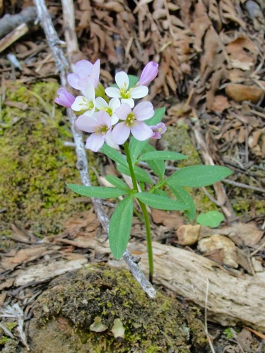 Cardamine nuttallii (Cardamine nuttallii) - PictureThis