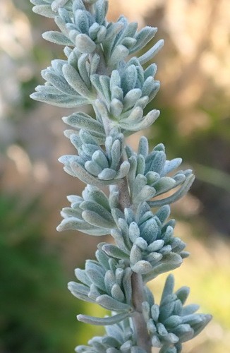 Eriocephalus racemosus - PictureThis