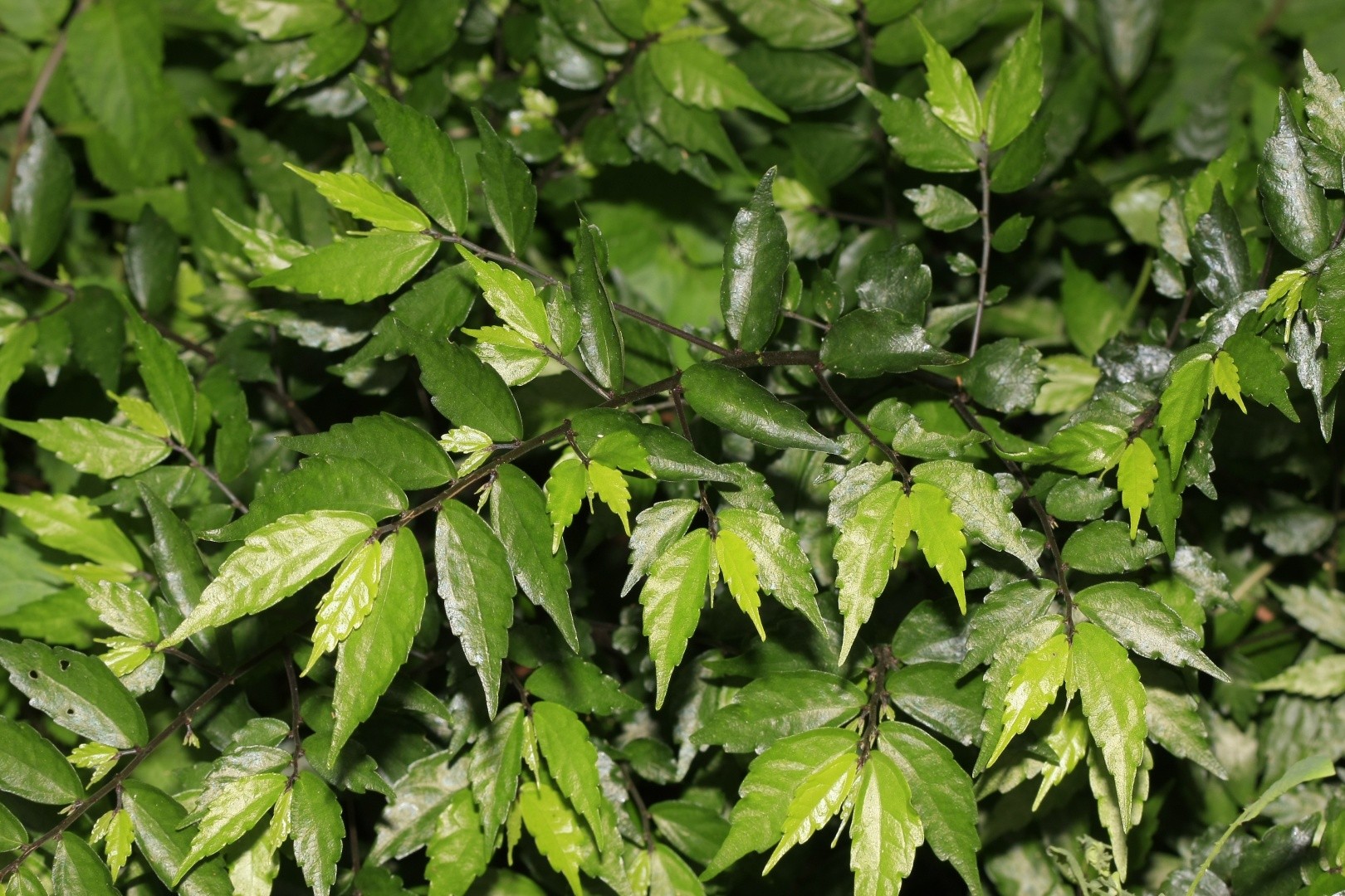 Pellionia radicans Flower, Leaf, Care, Uses - PictureThis