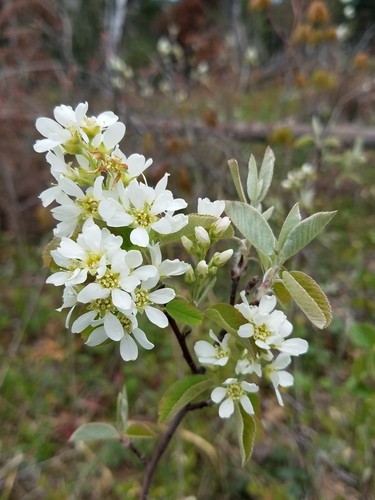 Amelanchier humilis - PictureThis
