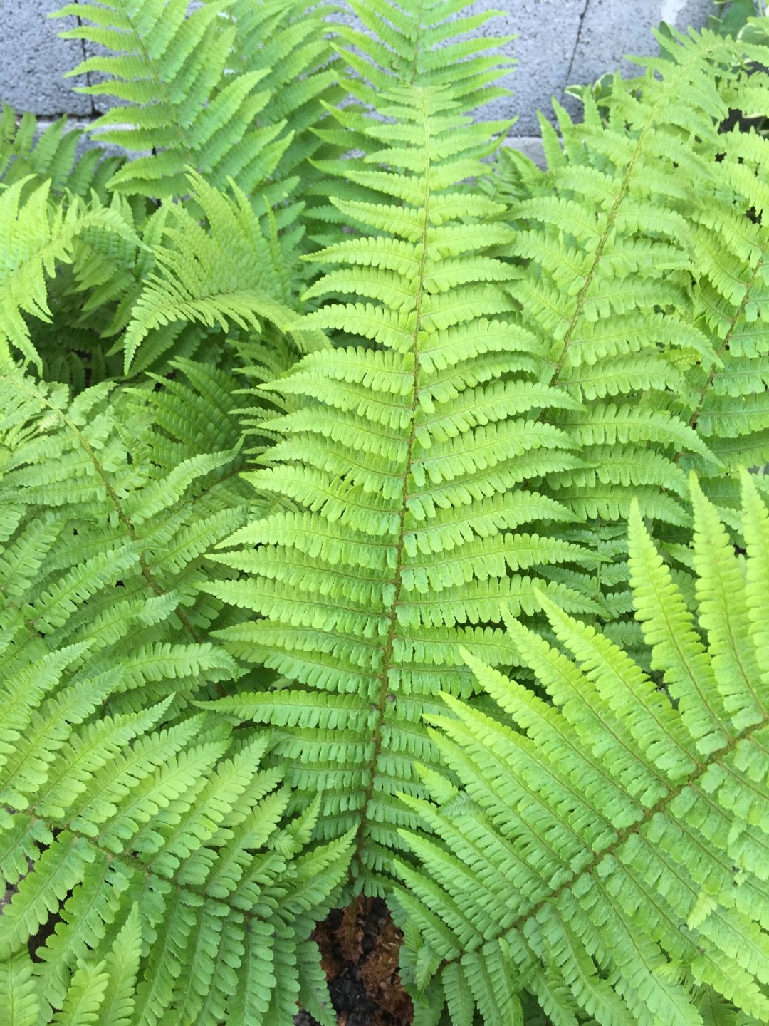 드라이옵테리스 셀사 (Dryopteris celsa) - PictureThis