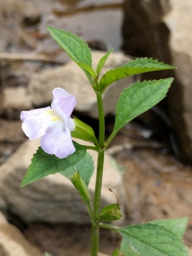 Mimulus alatus - PictureThis