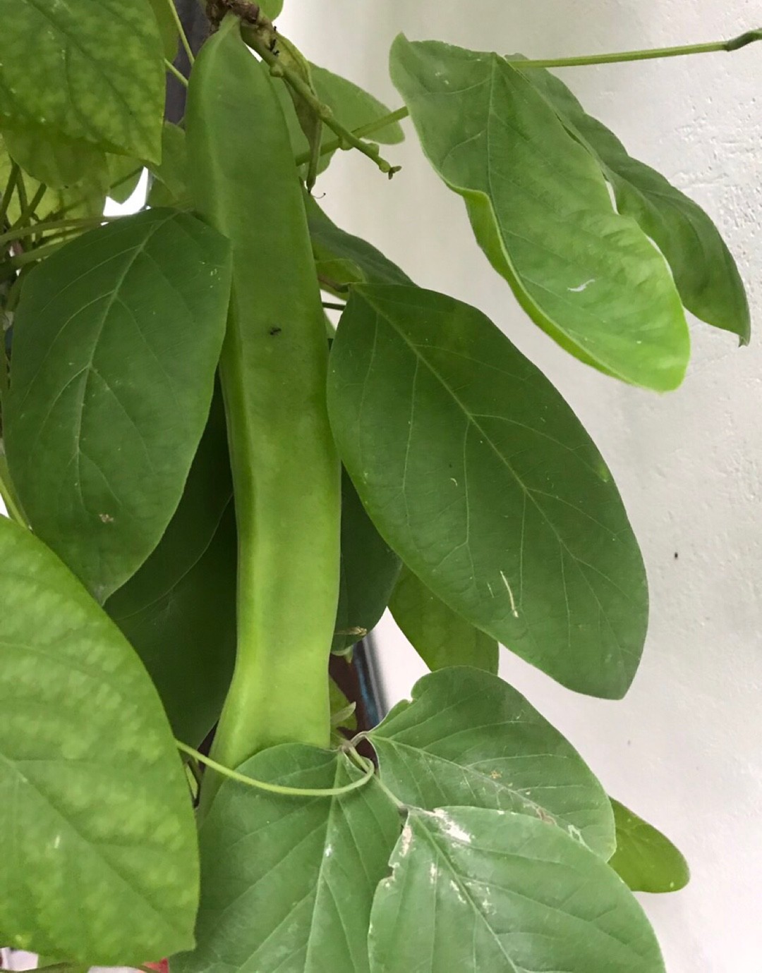 Haba de burro (Canavalia gladiata) - PictureThis