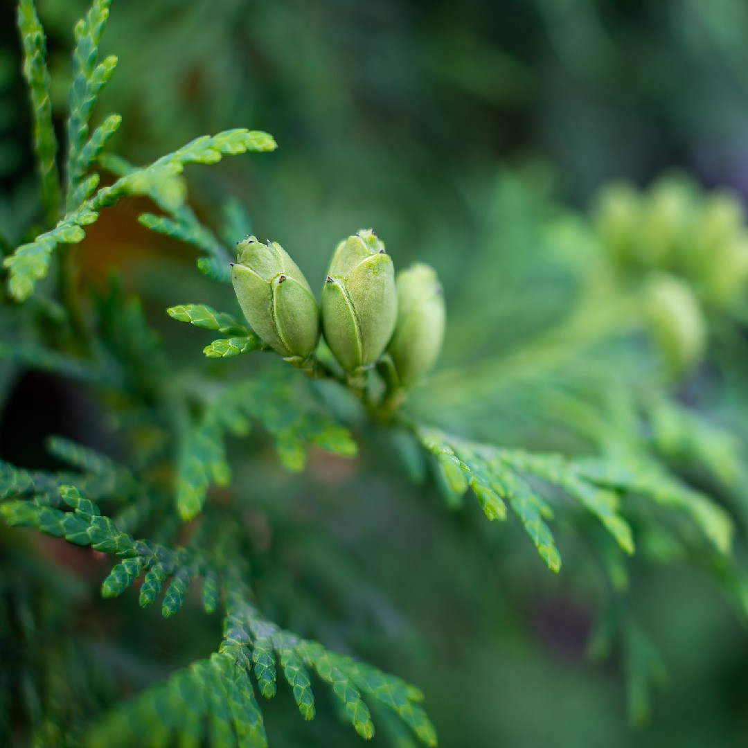서양측백 (Thuja occidentalis) - PictureThis