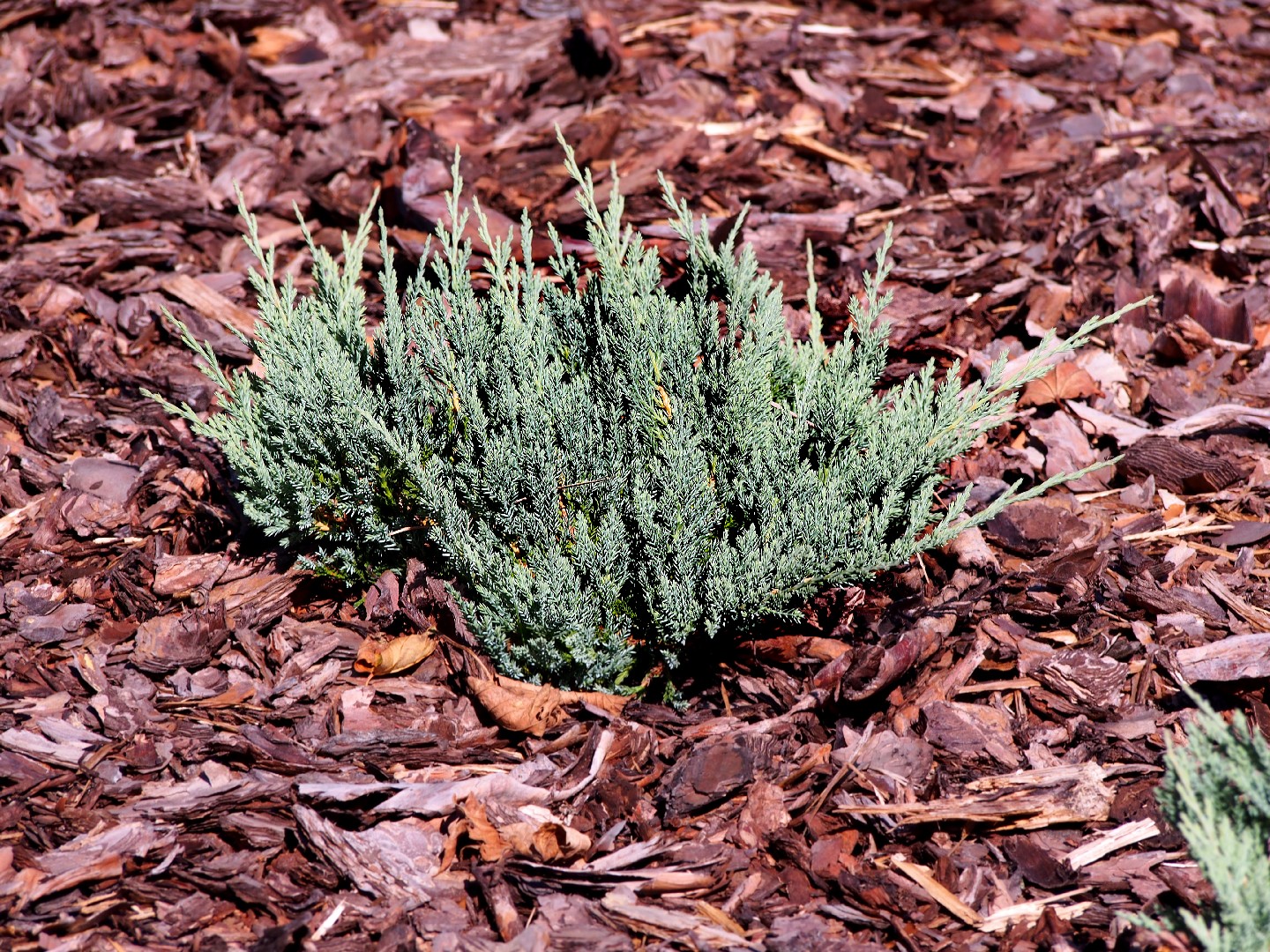 Juniperus horizontalis 'Blue Chip' (Juniperus horizontalis 'Blue Chip ...