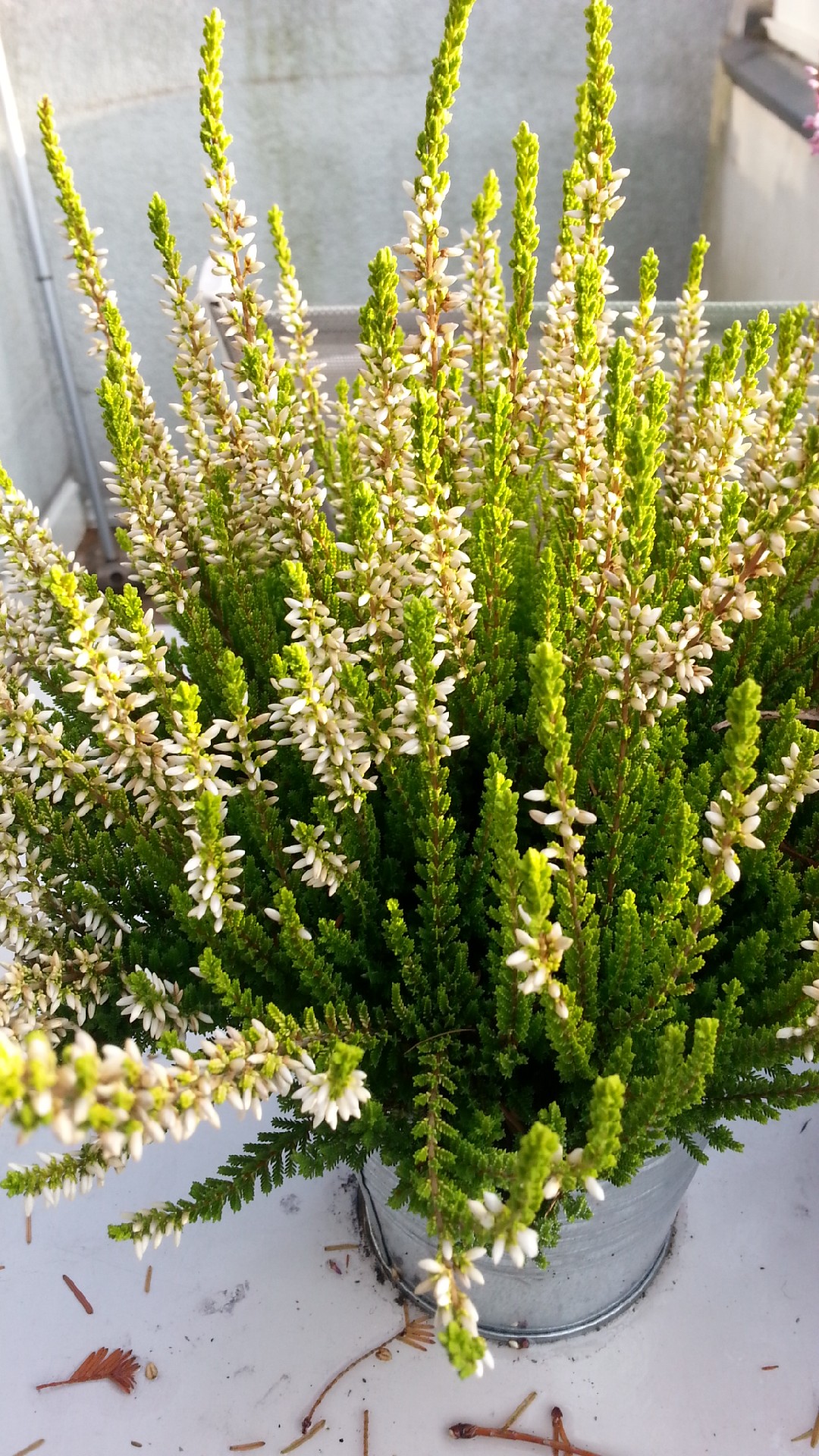 PictureThis - (Calluna vulgaris 'Gold Haze') Calluna vulgaris 'Gold Haze'