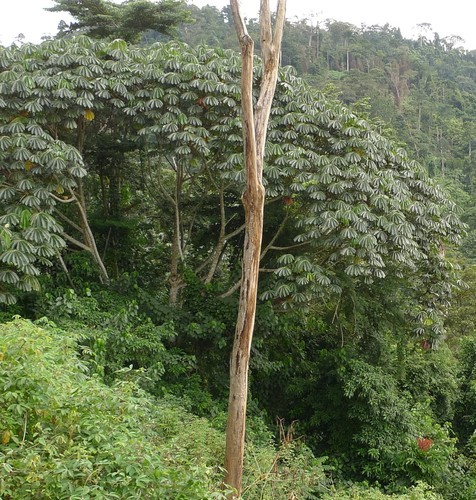 Musanga cecropioides - PictureThis