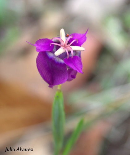 Tigridia augusta - PictureThis