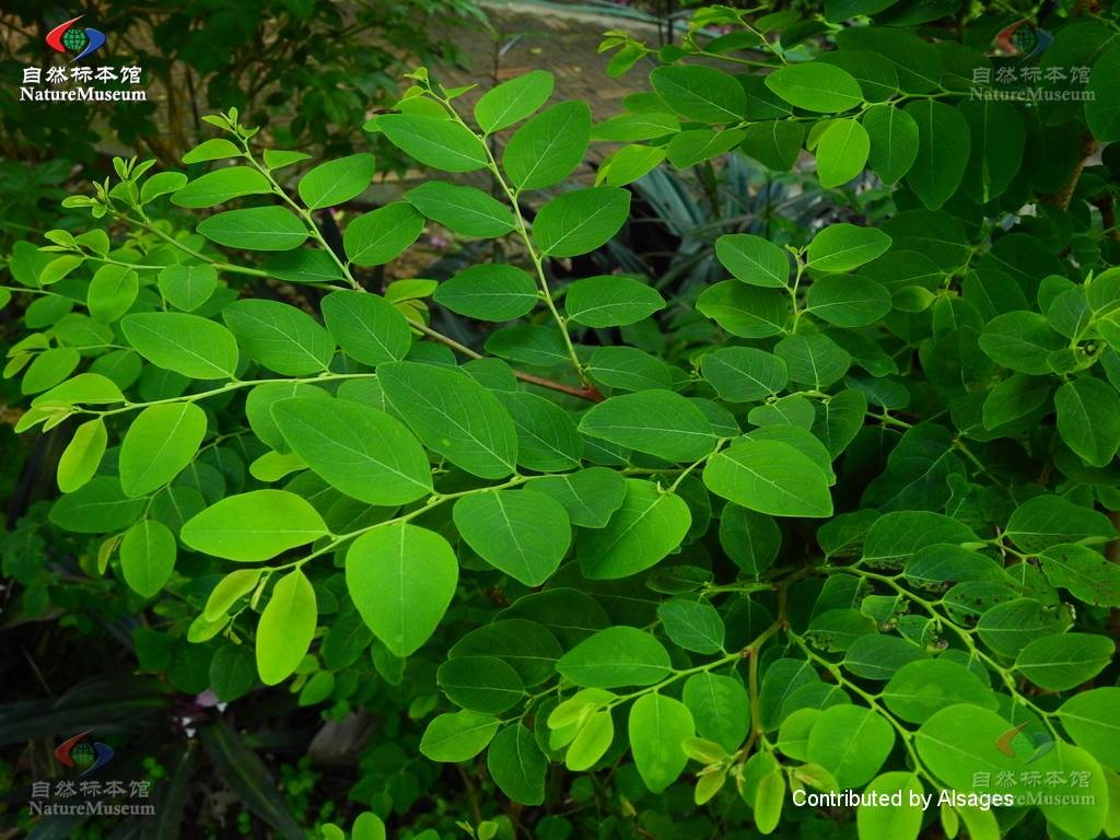 Officinal breynia (Breynia vitis-idaea) Flower, Leaf, Care, Uses ...