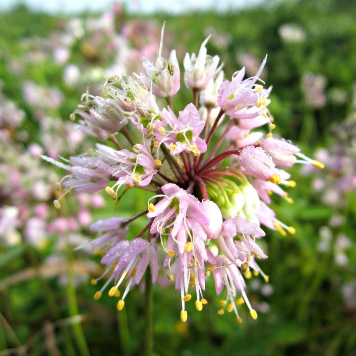 Is Wild Garlic Poisonous To Dogs