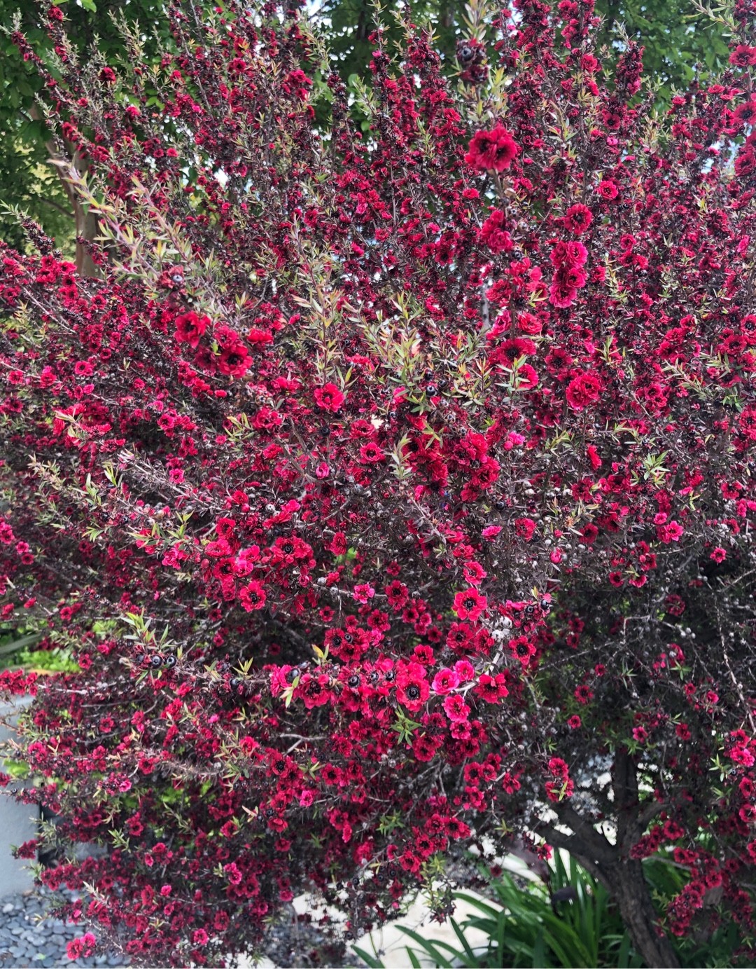 Leptospermum scoparium 'Red Ensign' - PictureThis