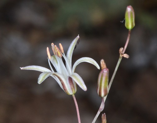 Chlorogalum angustifolium (Chlorogalum angustifolium) - PictureThis
