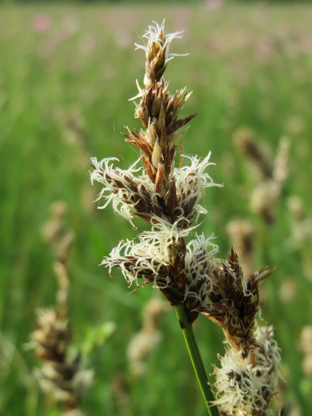 Carex disticha - PictureThis
