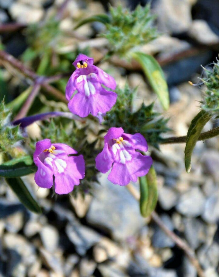 Galeopsis angustifolia - PictureThis