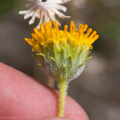 Encelia frutescens - PictureThis