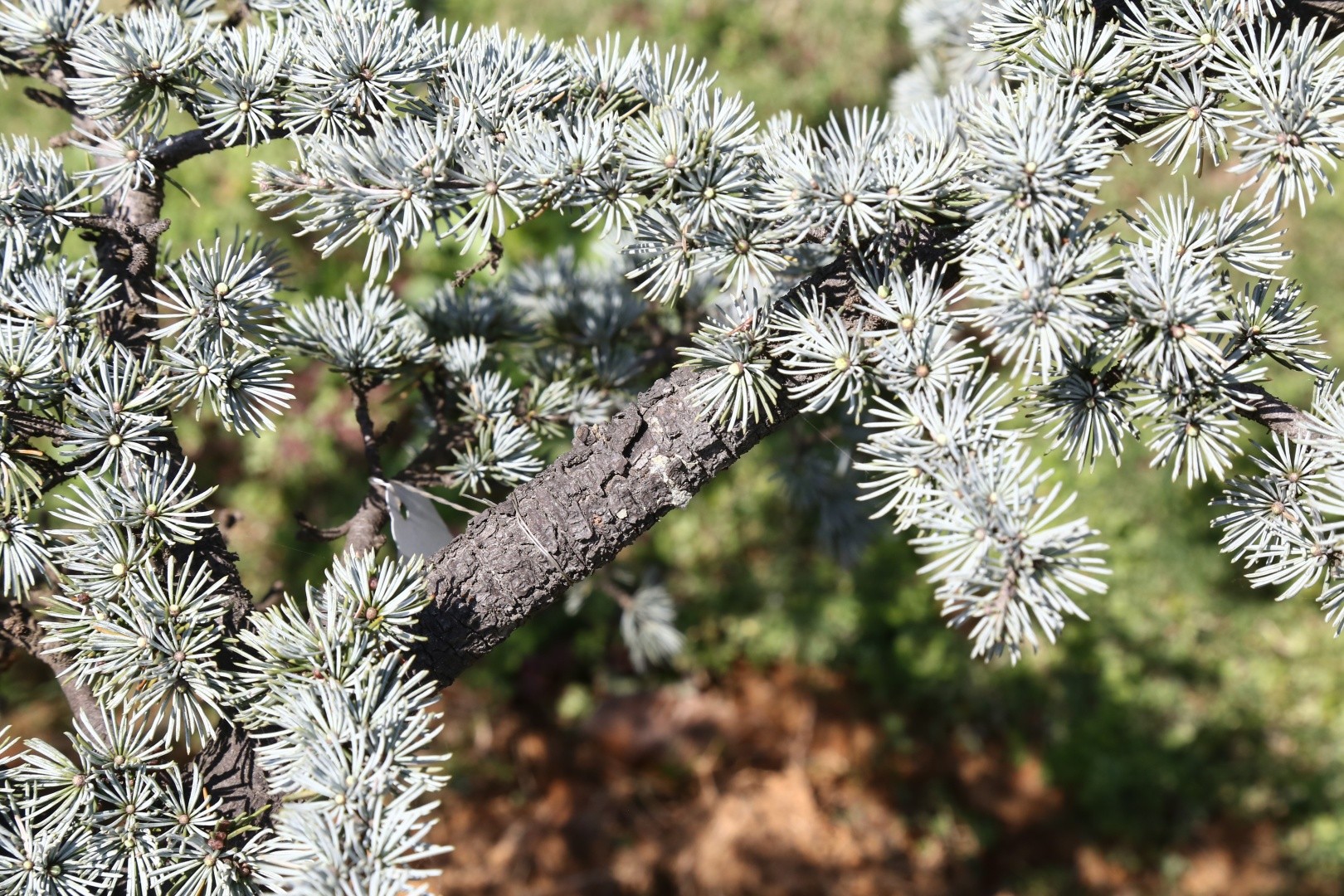 Cedr atlaski (Cedrus atlantica) - PictureThis
