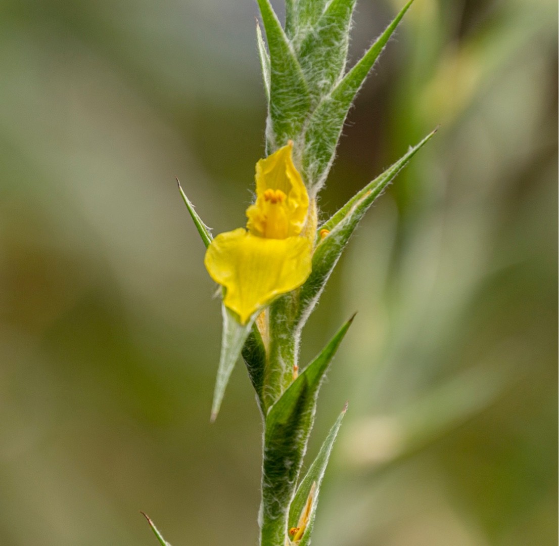 Philydrum lanuginosum - PictureThis