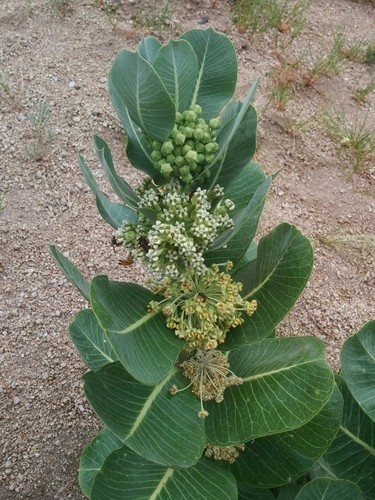 Broadleaf milkweed (Asclepias latifolia) Flower, Leaf, Uses - PictureThis
