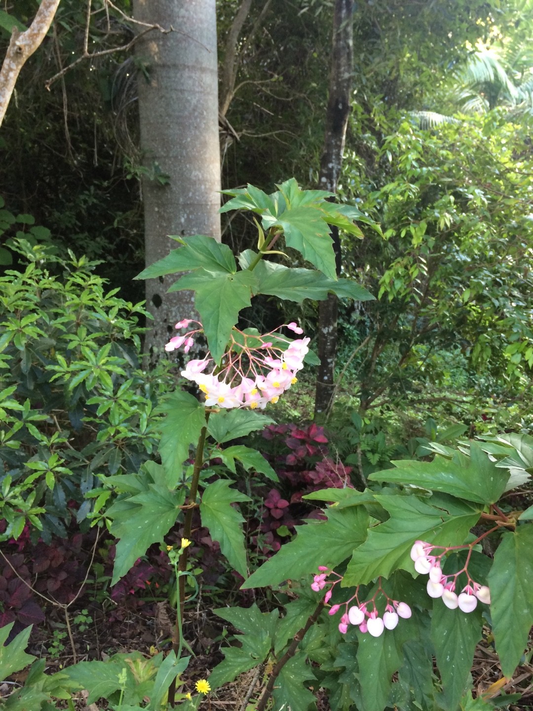 PictureThis - Begonia palmata