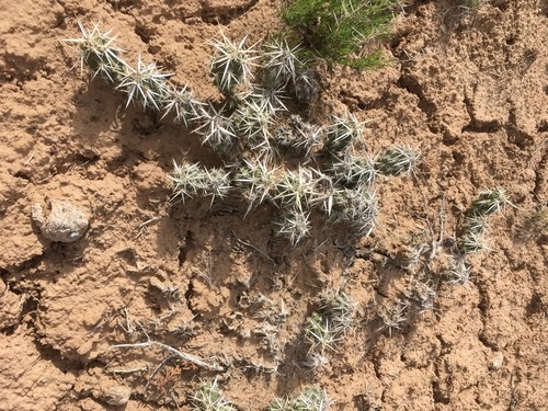 Grusonia clavata - PictureThis