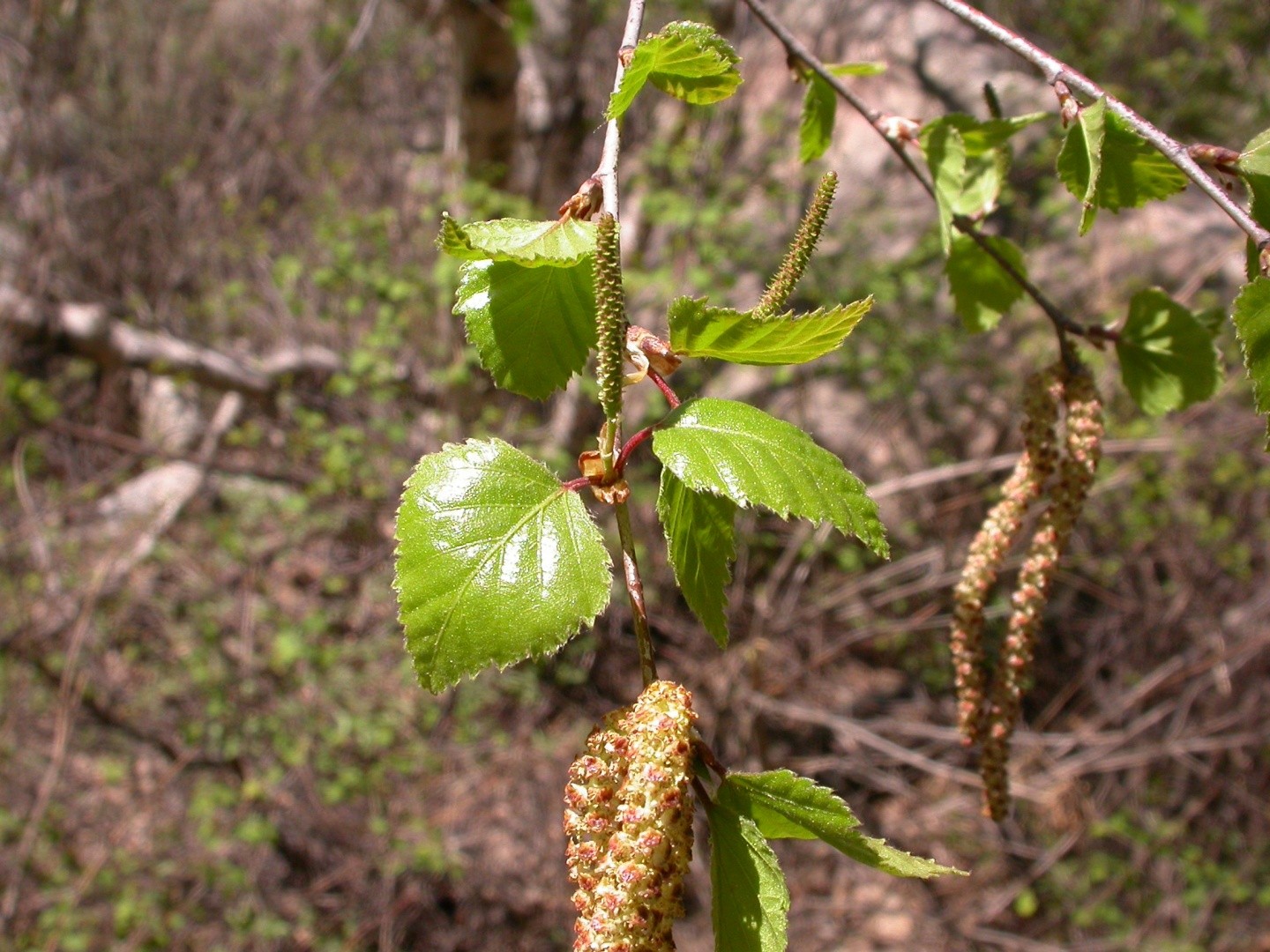 Betula pendula subsp. mandshurica - PictureThis
