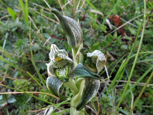 Chloraea magellanica - PictureThis