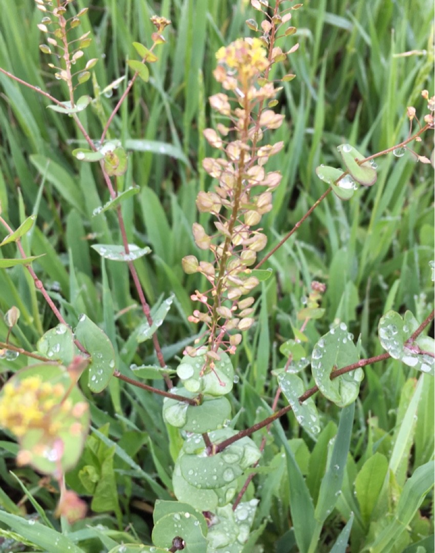 Clasping pepperweed (Lepidium perfoliatum) Flower, Leaf, Care, Uses ...