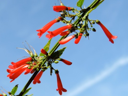 Russelia sarmentosa - PictureThis