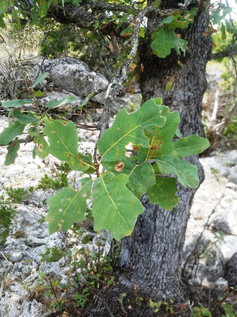 Encino azul (Quercus laceyi) - PictureThis