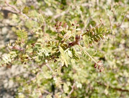 Bursera microphylla - PictureThis