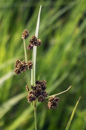 Scirpus atrovirens - PictureThis