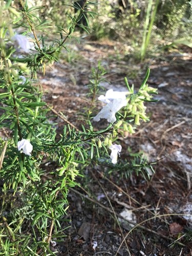 Conradina grandiflora - PictureThis