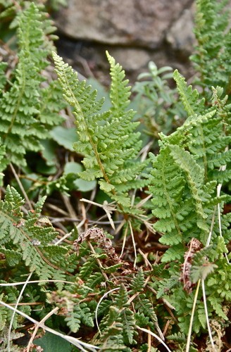 Woodsia ilvensis (Woodsia ilvensis) - PictureThis