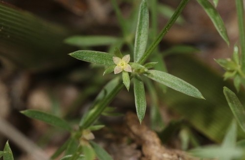 Galium microphyllum - PictureThis