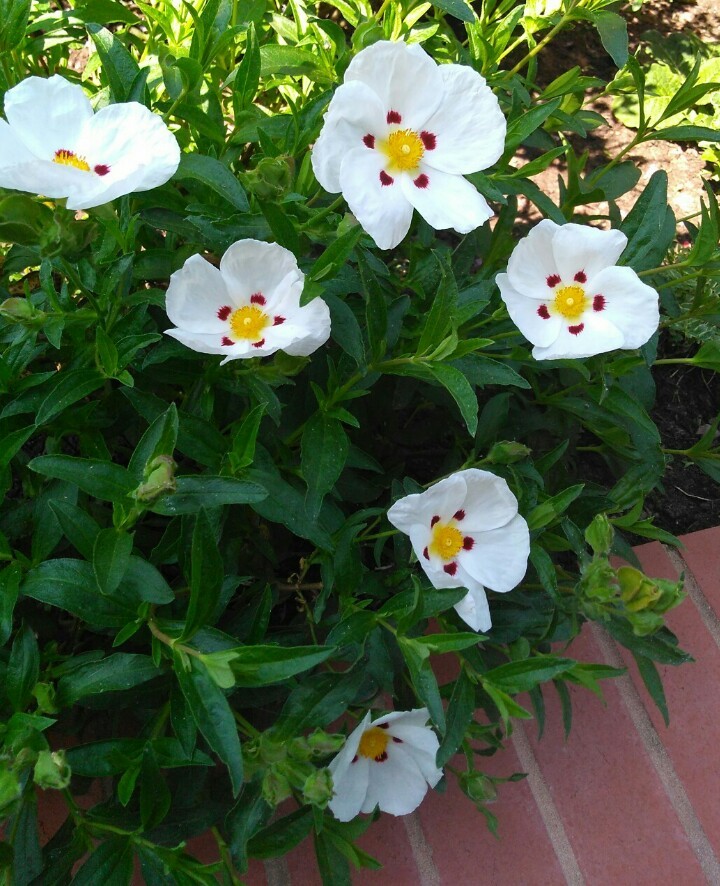 Cistus × aguilari 'Maculatus' - PictureThis