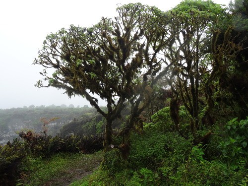 Scalesia pedunculata - PictureThis