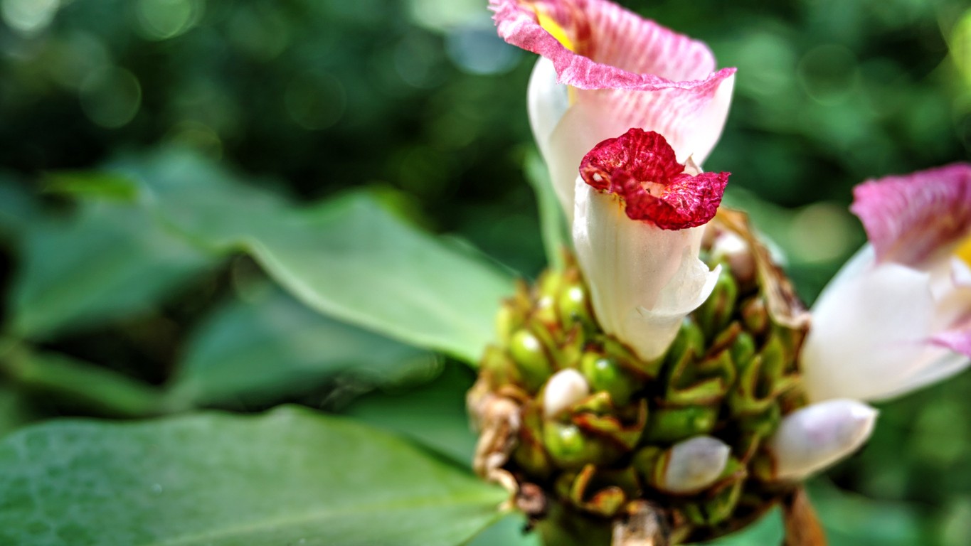 Costus afer - PictureThis