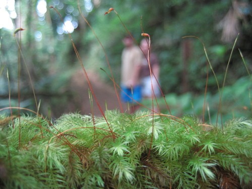 Pyrrhobryum spiniforme - PictureThis