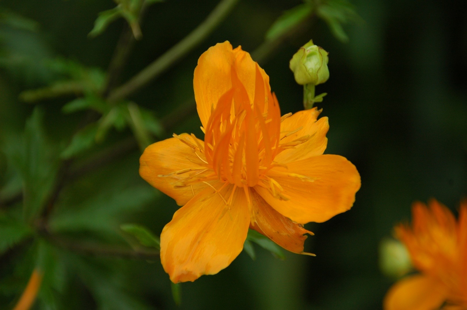 Trollius macropetalus - PictureThis